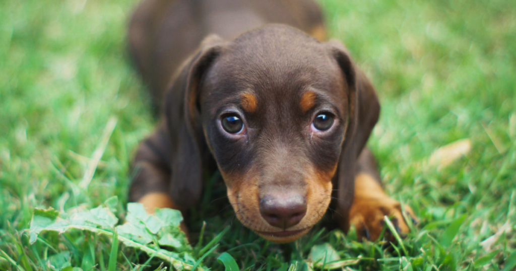 How to Prepare for a New Puppy - Uptown Veterinary Clinic